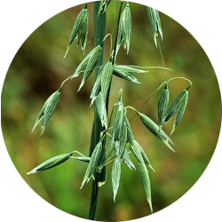Heilpflanze: Hafer (Avena Sativa) | reemedee